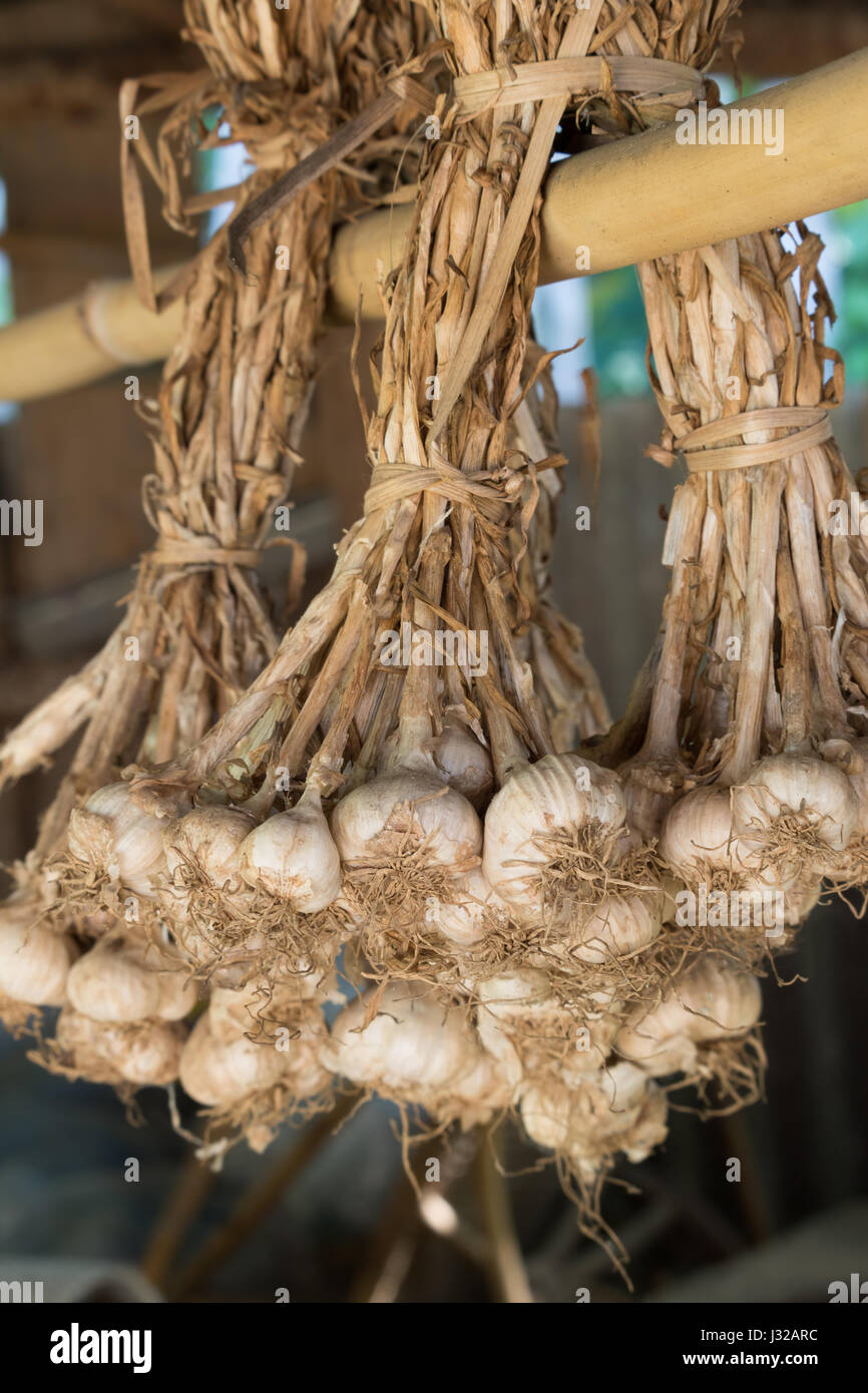 Hanging garlic on drying rack Stock Photo - Alamy