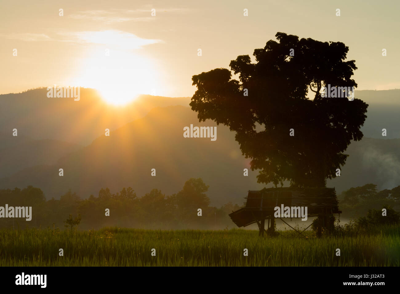 Sunset hut and tree in field Stock Photo - Alamy