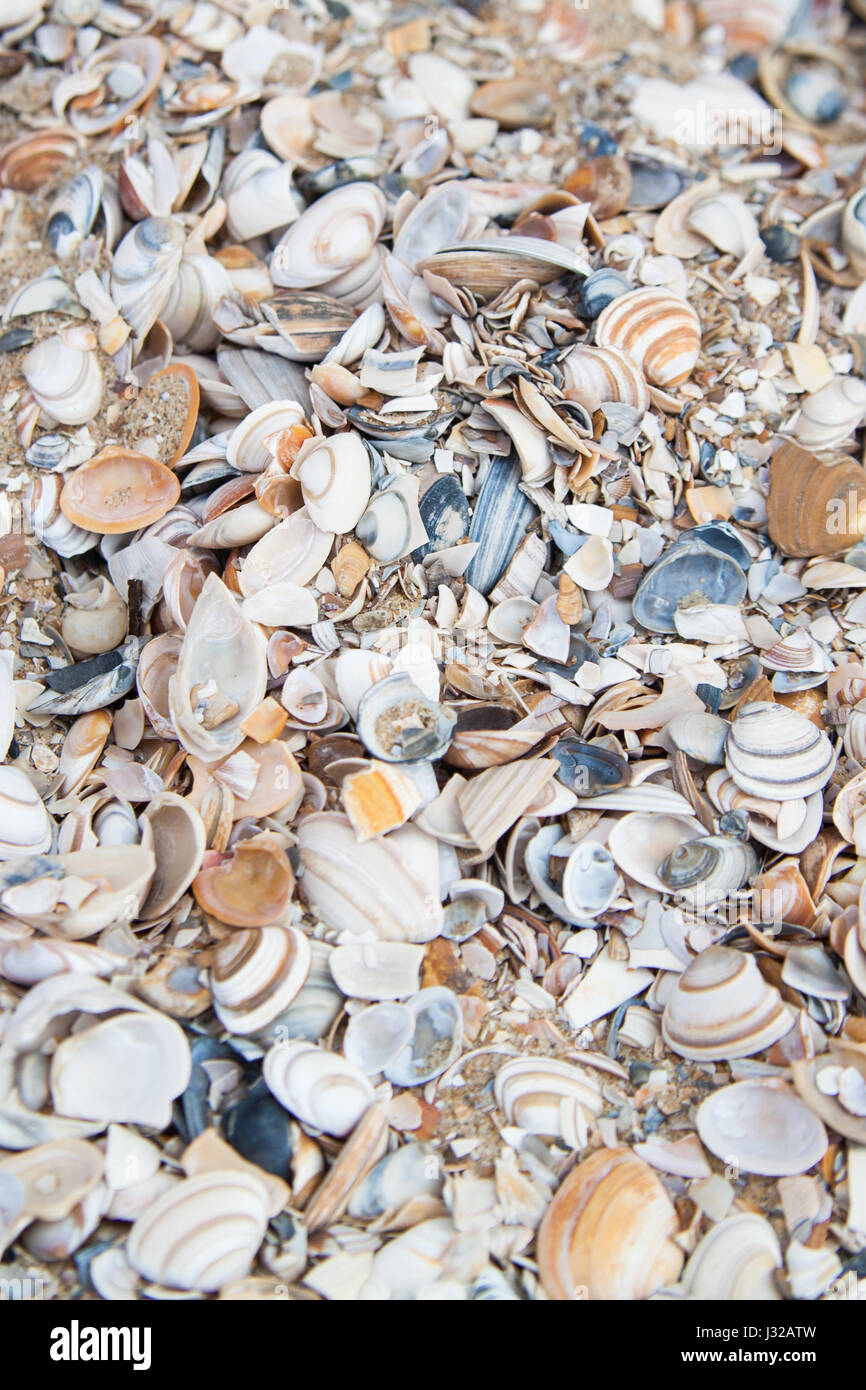Sea shell background Stock Photo - Alamy
