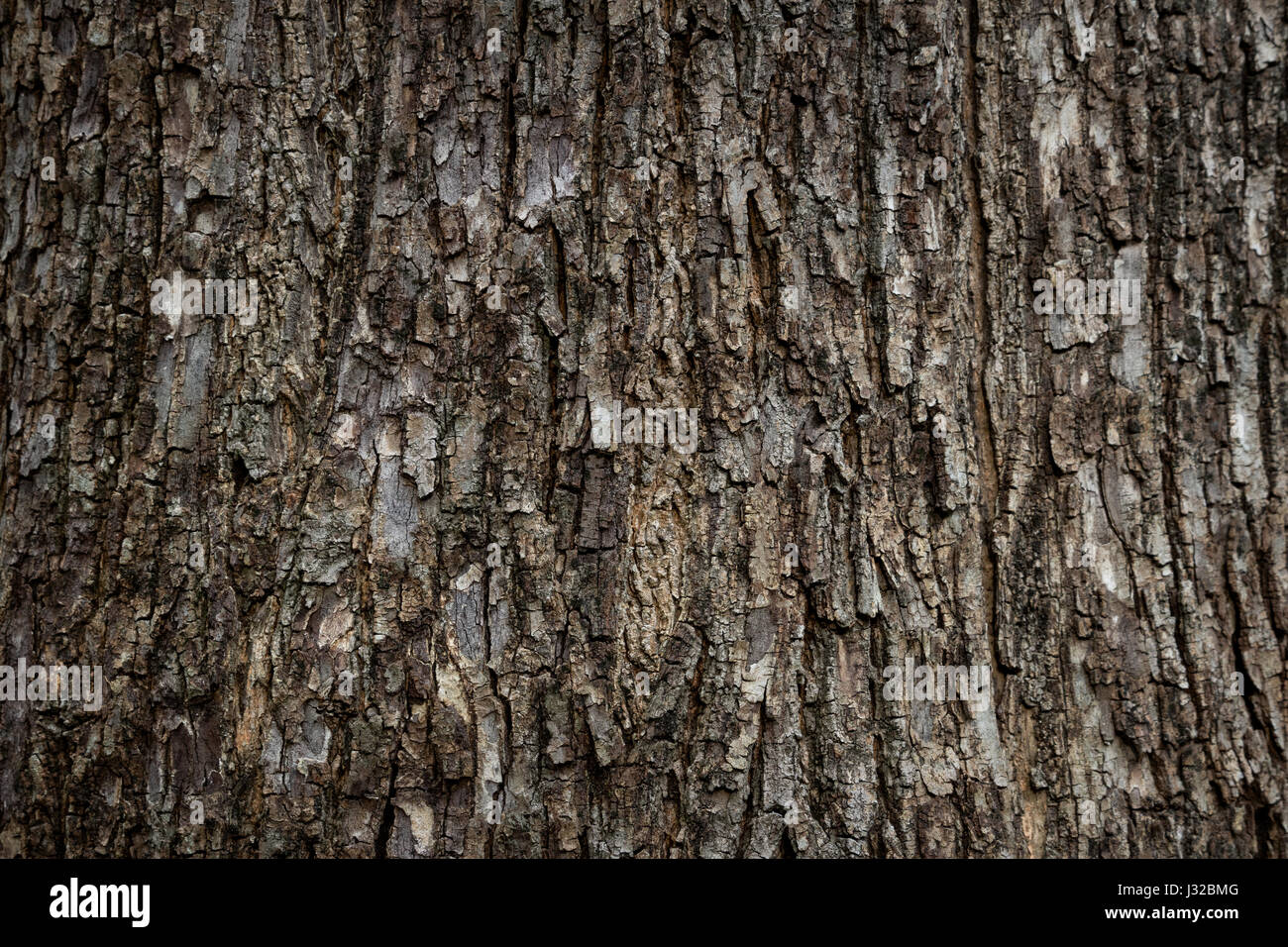 Wooden bark texture Stock Photo - Alamy