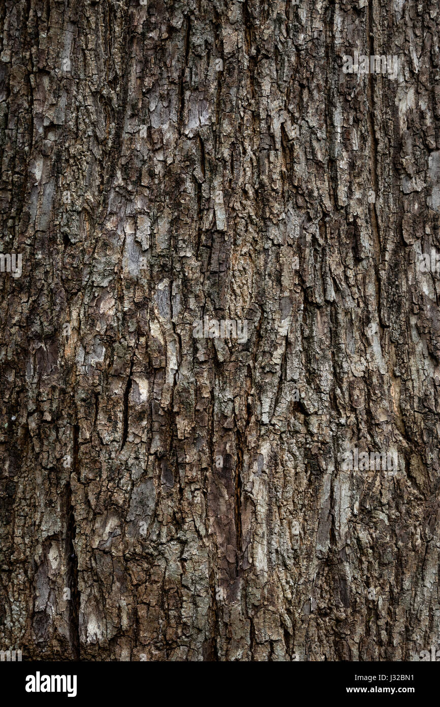 Wooden bark texture Stock Photo - Alamy