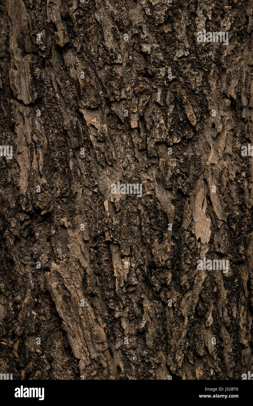 Wooden bark texture Stock Photo - Alamy