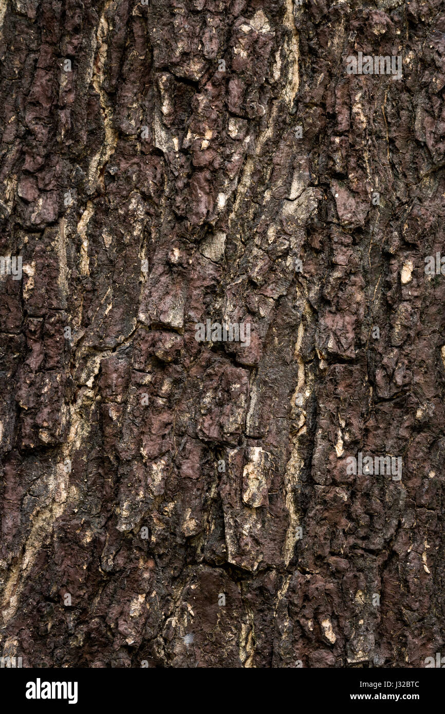 Wooden bark texture Stock Photo - Alamy