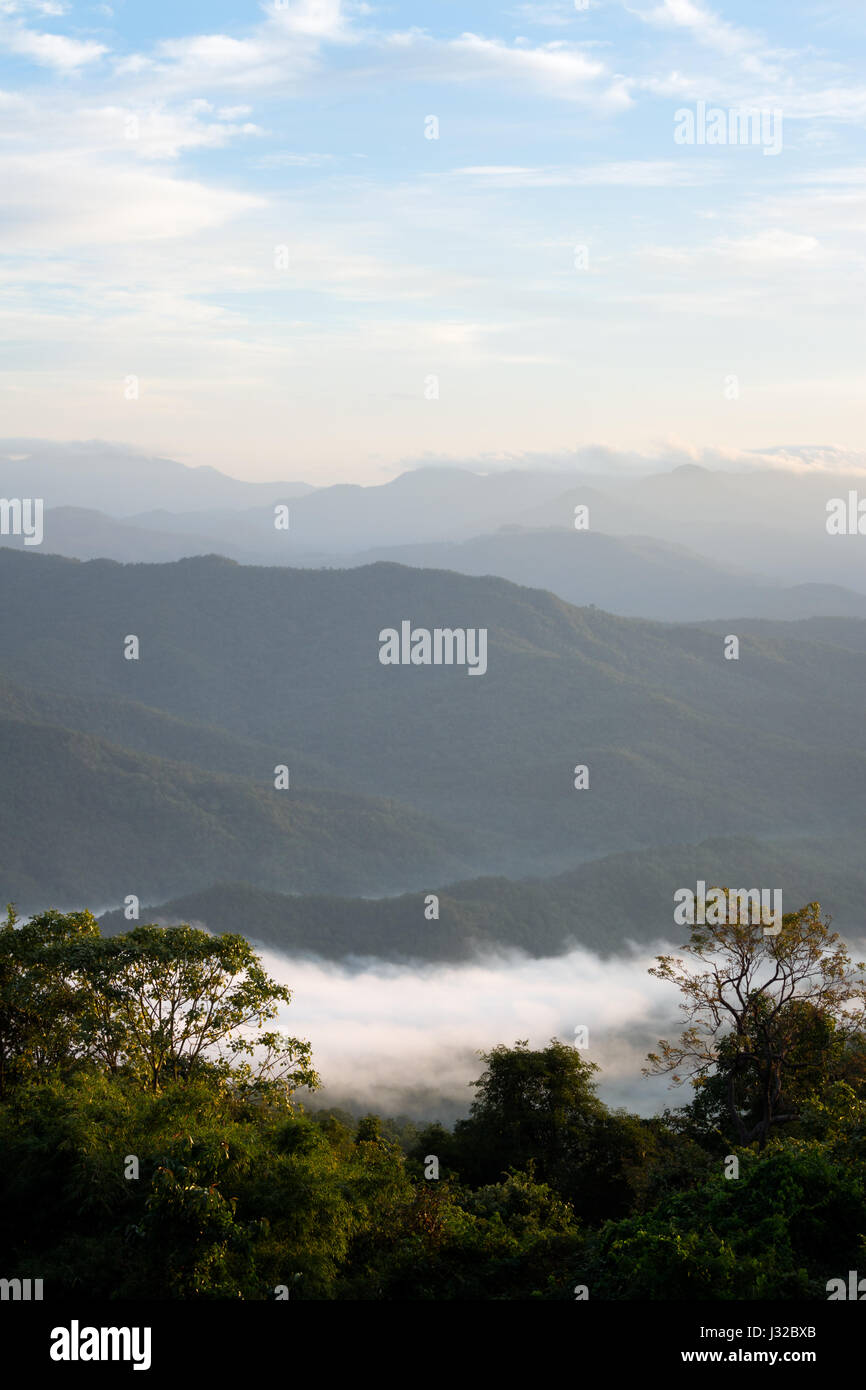 The mist cloud on mountain with forest Stock Photo - Alamy