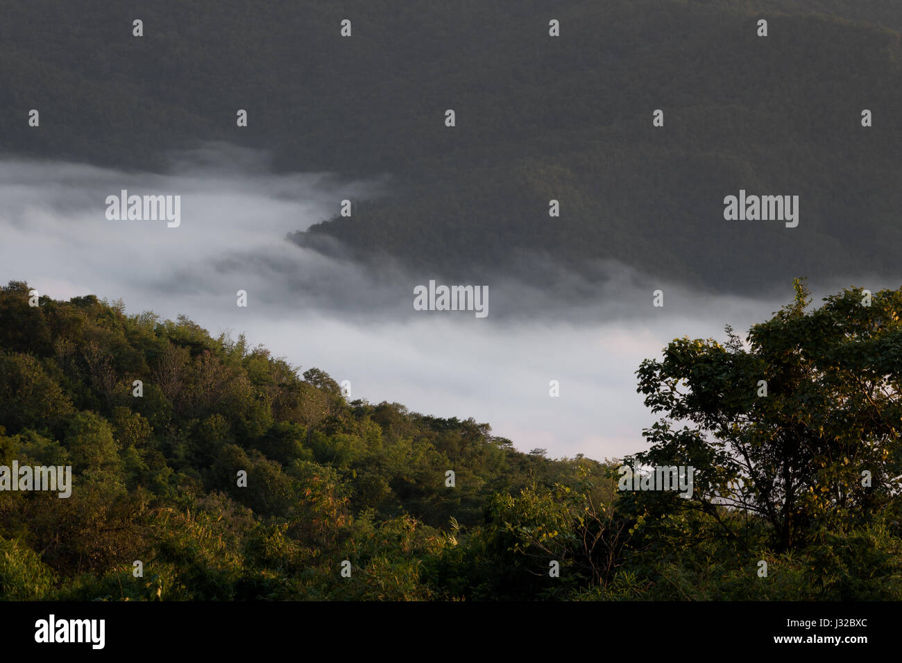 The mist cloud on mountain with forest Stock Photo - Alamy