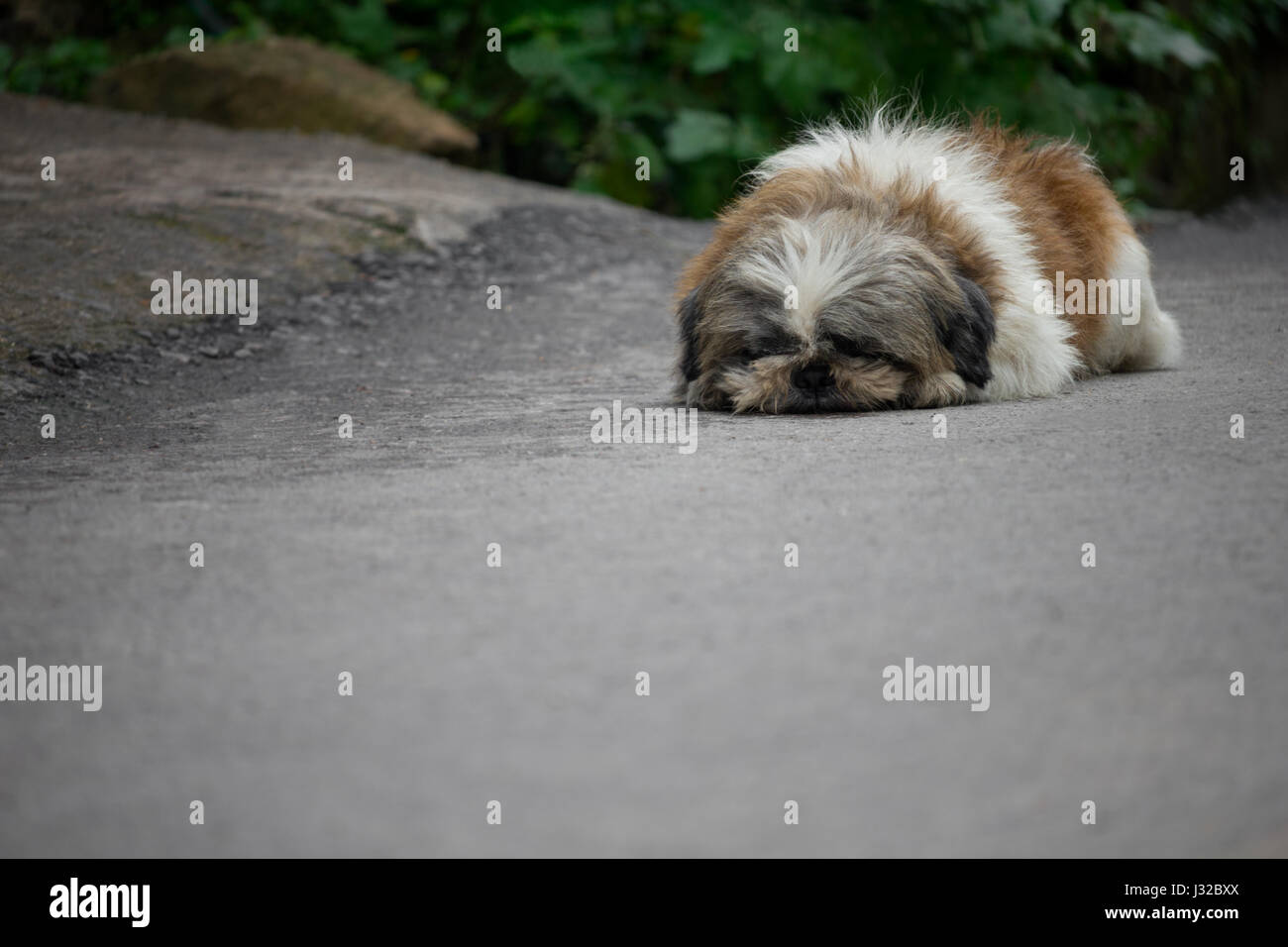 Dog lying on the floor Stock Photo - Alamy