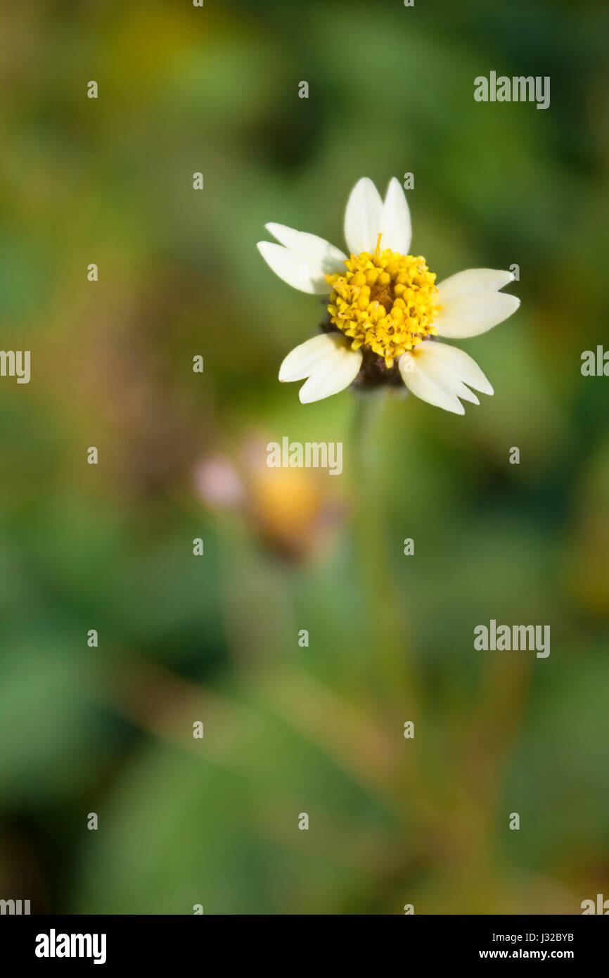 Little flower in the patch of grass Stock Photo - Alamy