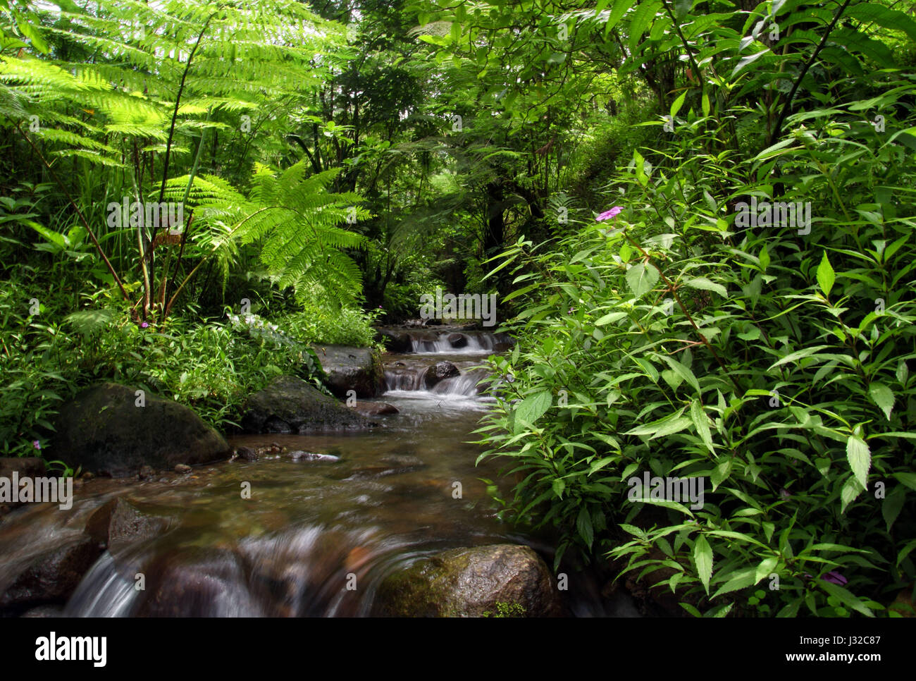 Small river in jungle Stock Photo - Alamy