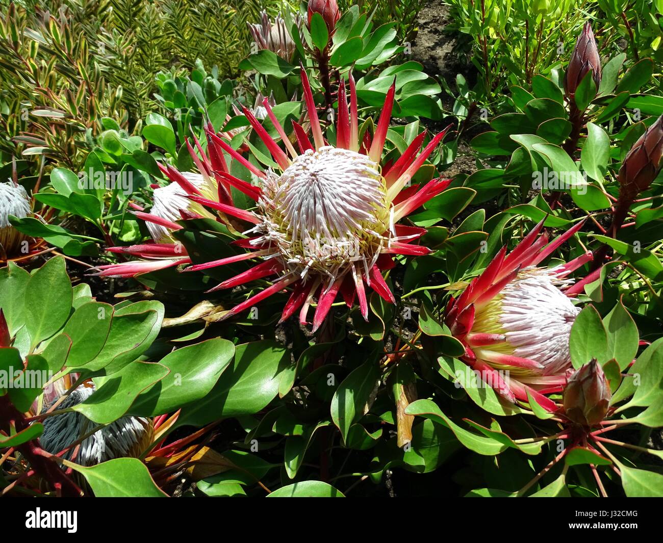 Collection of Proteas Stock Photo - Alamy