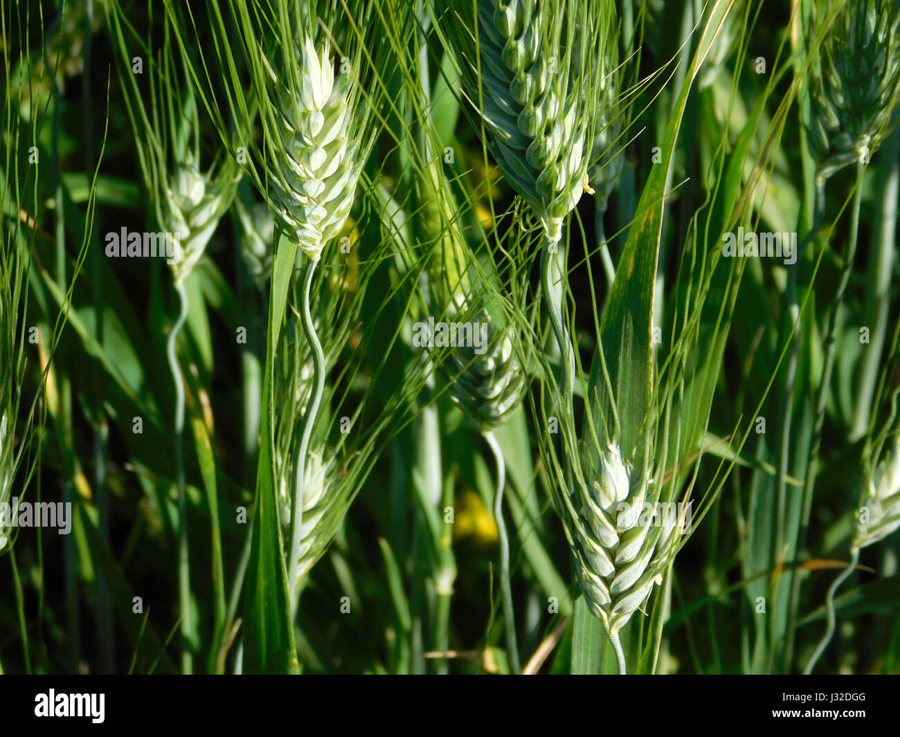 Texture of wheat ears Stock Photo - Alamy
