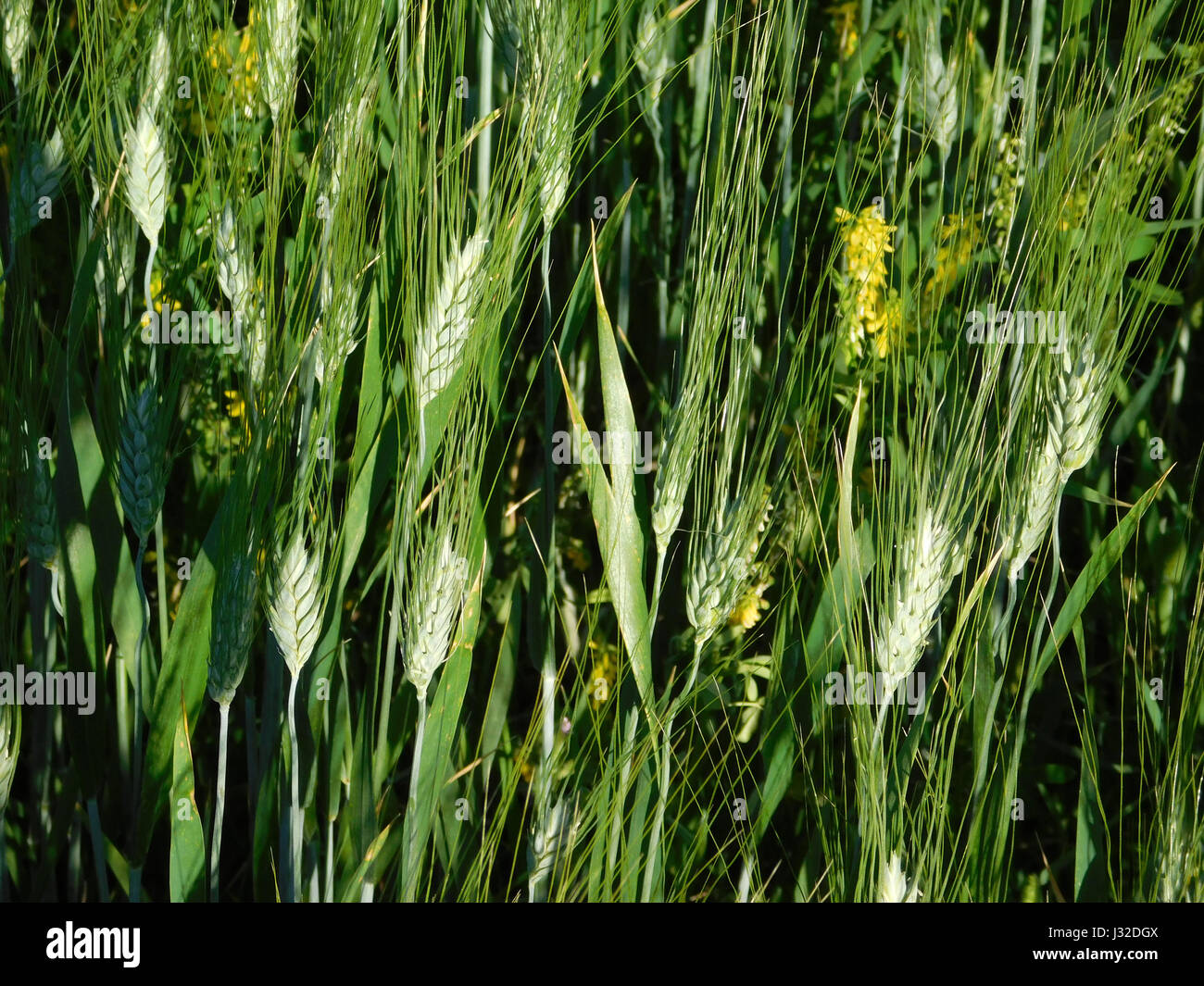 Texture of wheat ears Stock Photo - Alamy