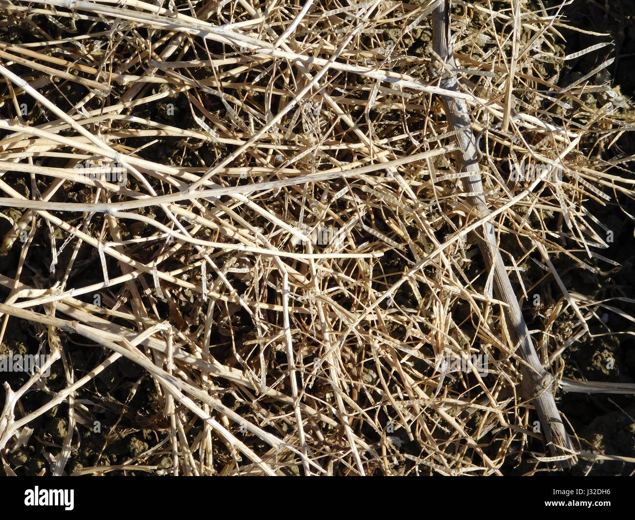 Texture of straw Stock Photo - Alamy