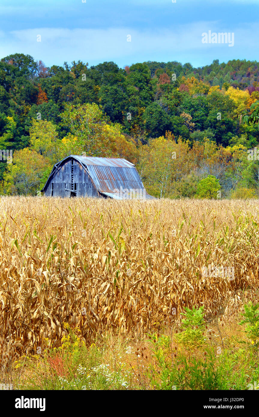 Rustic, wooden and weathered barn sits in the middle of a cornfield ...