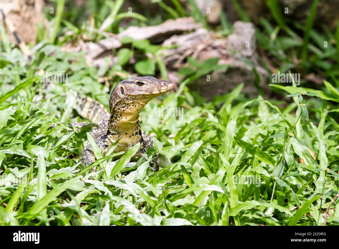 an lizard walking in the green of the pants Stock Photo - Alamy
