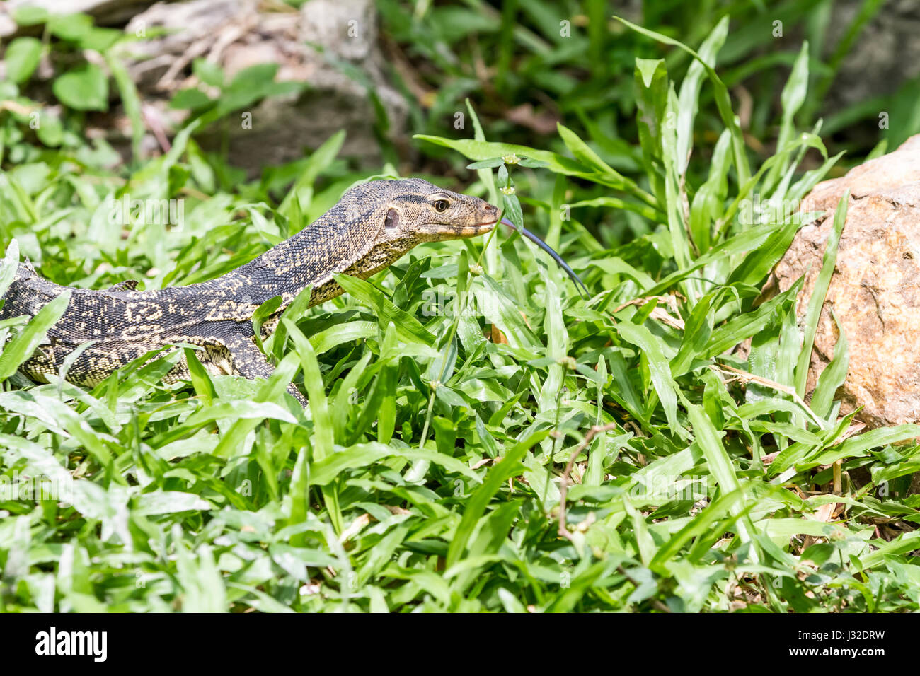 an lizard walking in the green of the pants Stock Photo - Alamy