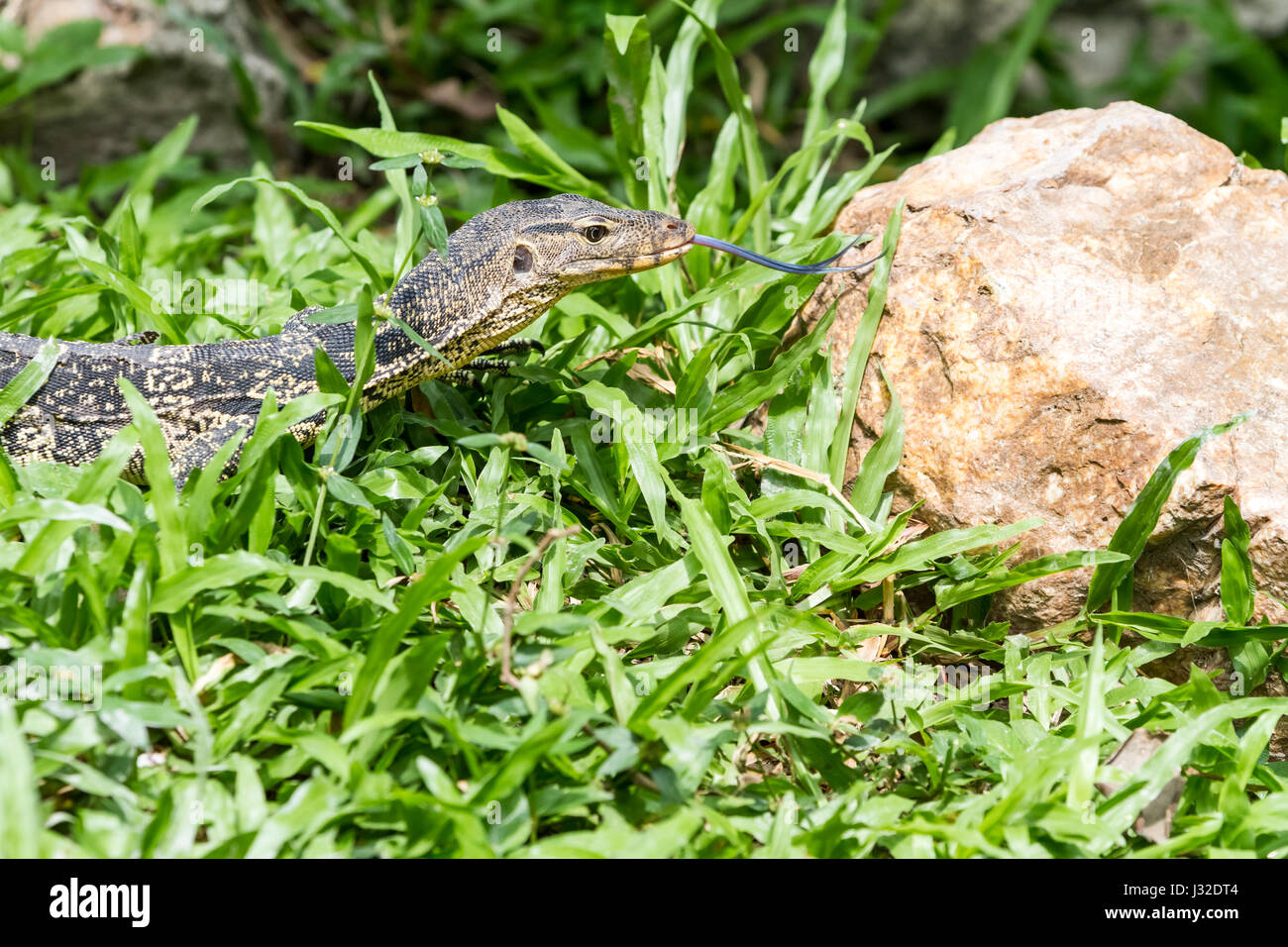an lizard walking in the green of the pants Stock Photo - Alamy