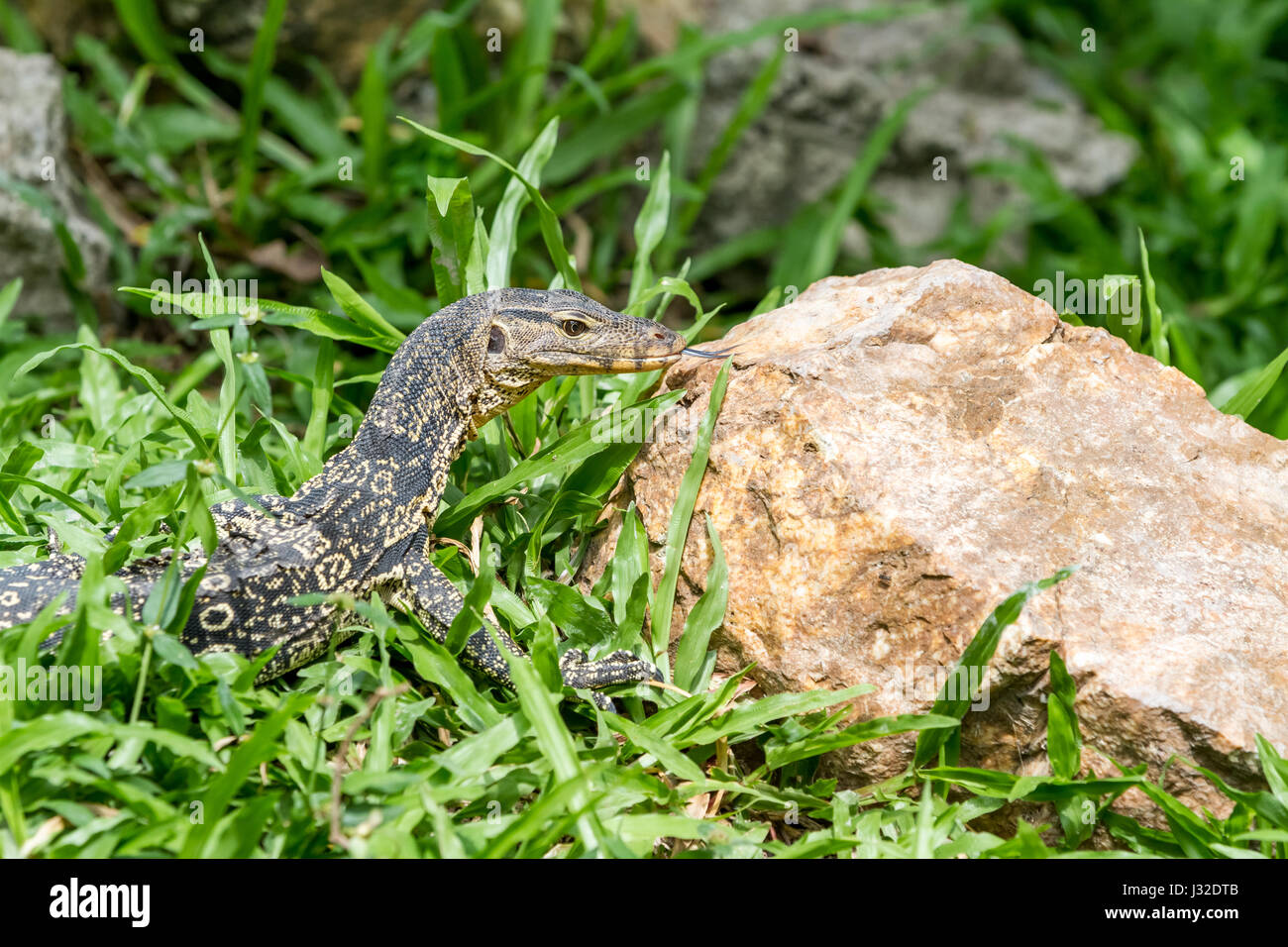 an lizard walking in the green of the pants Stock Photo - Alamy