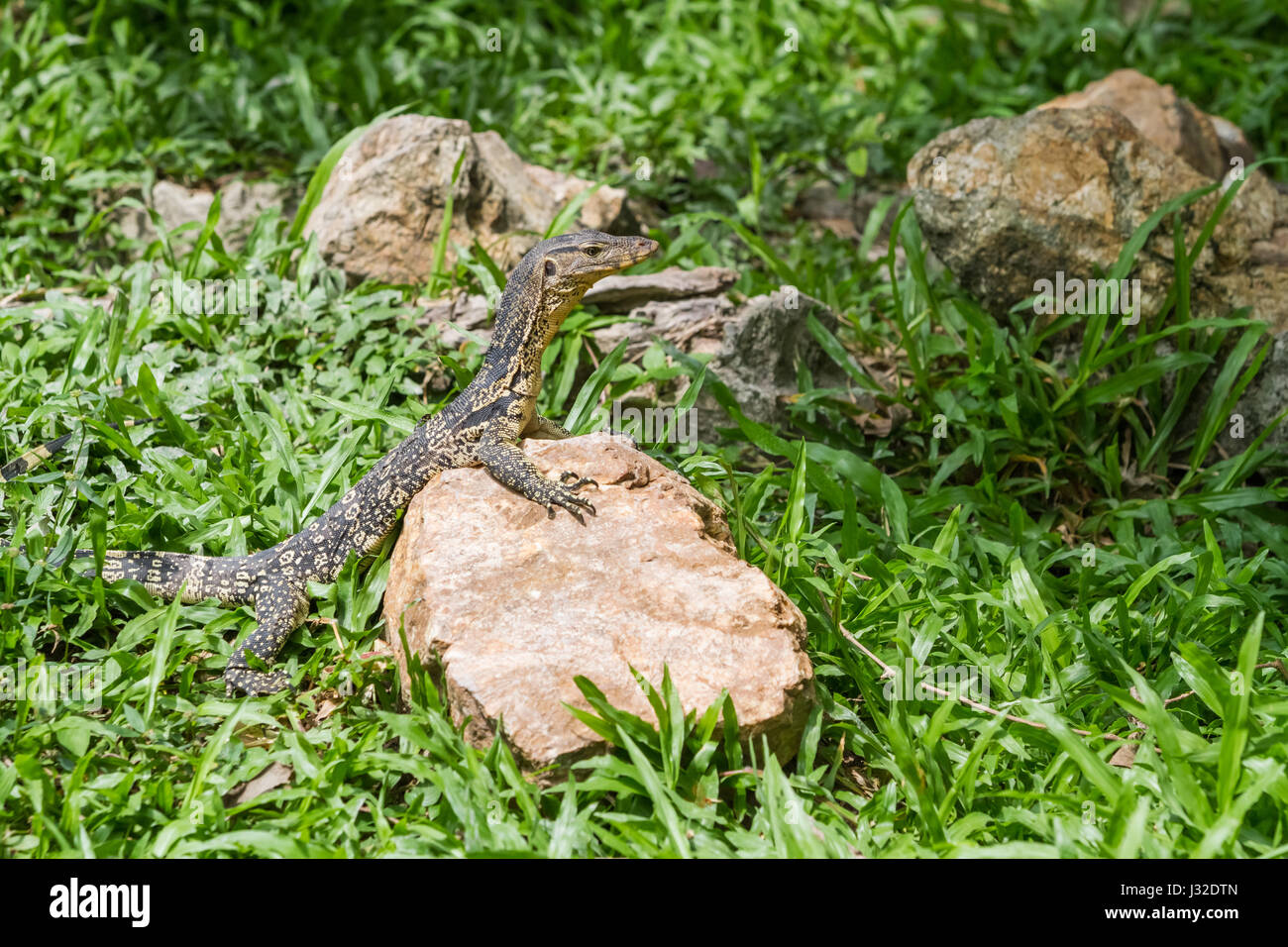 an lizard walking in the green of the pants Stock Photo - Alamy