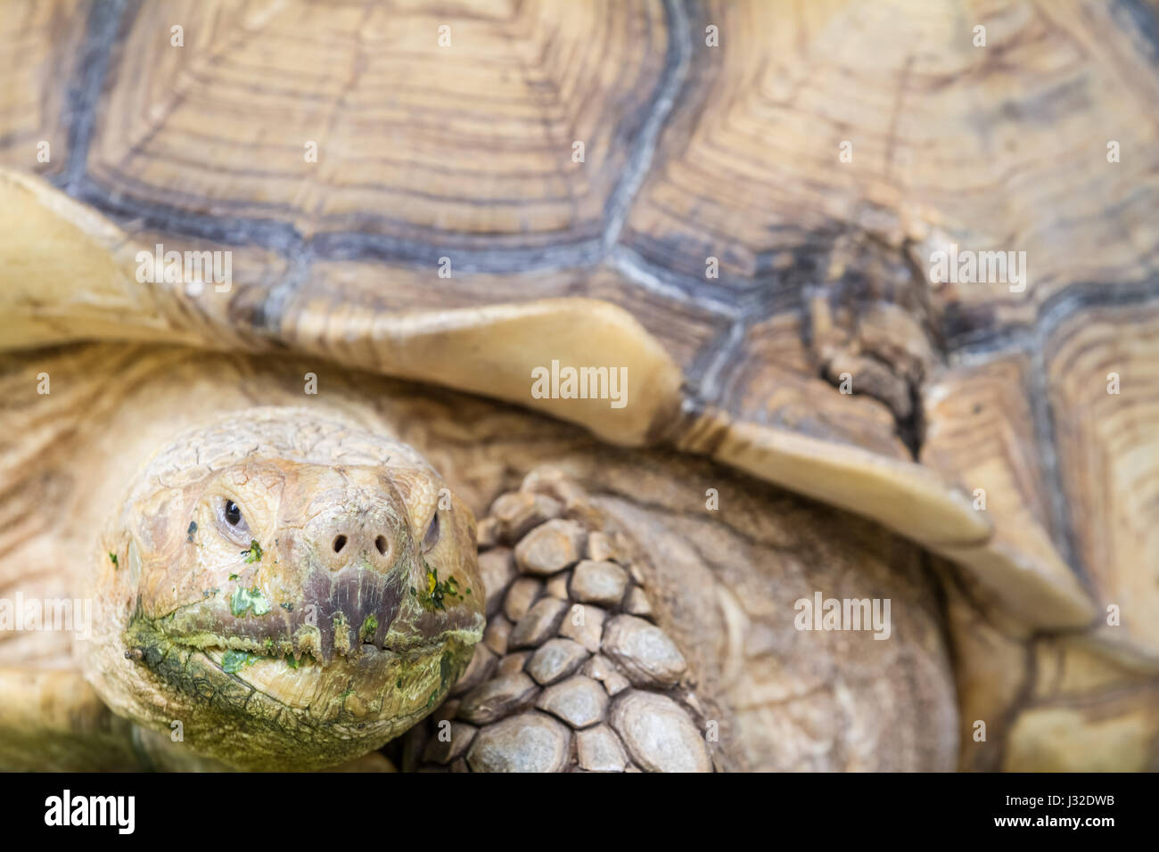 Big turtle in the grass hi-res stock photography and images - Alamy