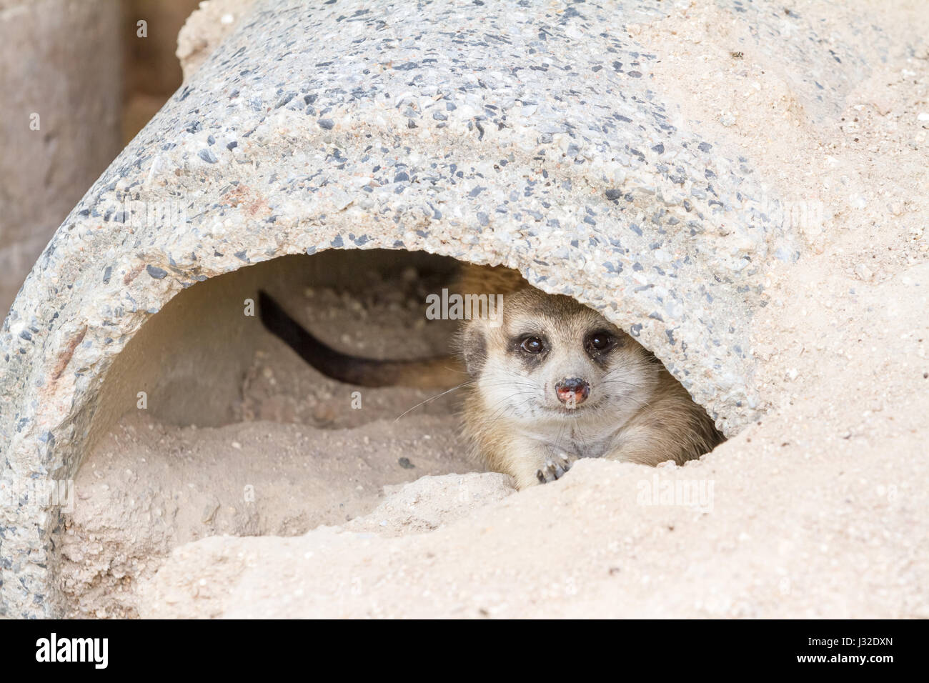 An curious looking meerkat looking for danger Stock Photo - Alamy