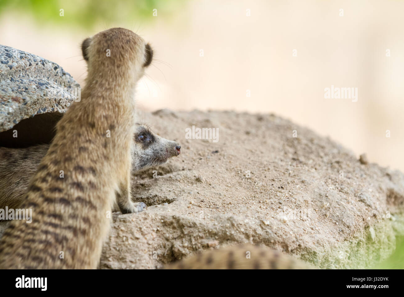 An curious looking meerkat looking for danger Stock Photo - Alamy