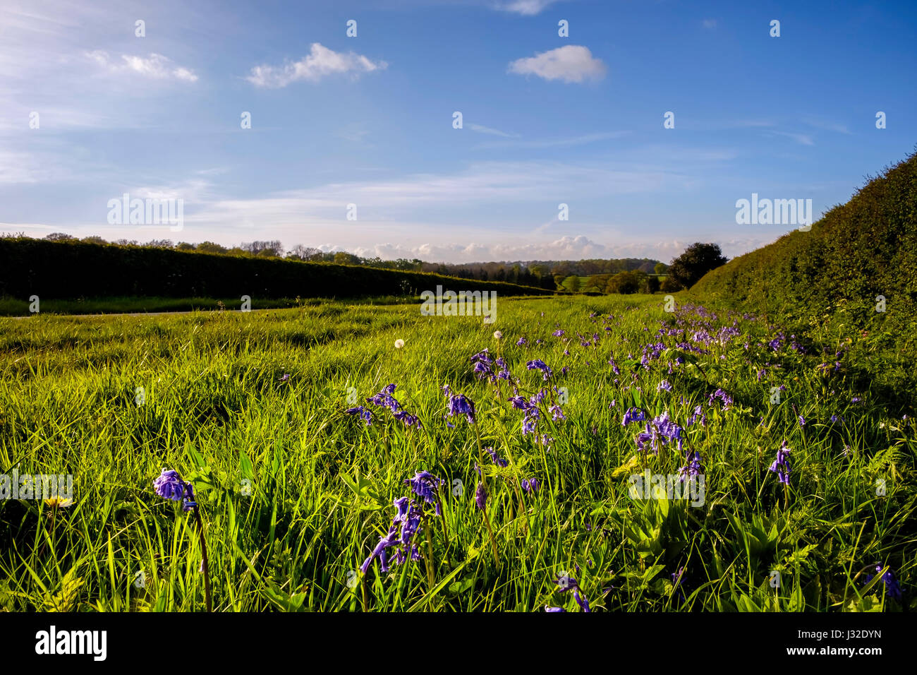 Roadside wildflowers hi-res stock photography and images - Alamy