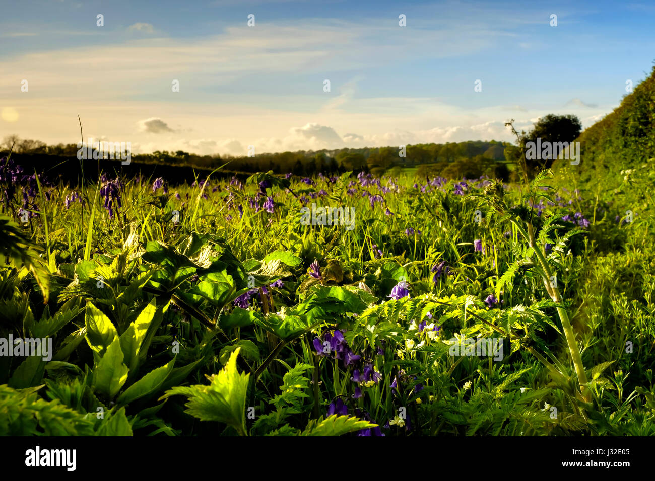 Roadside wildflowers hi-res stock photography and images - Alamy