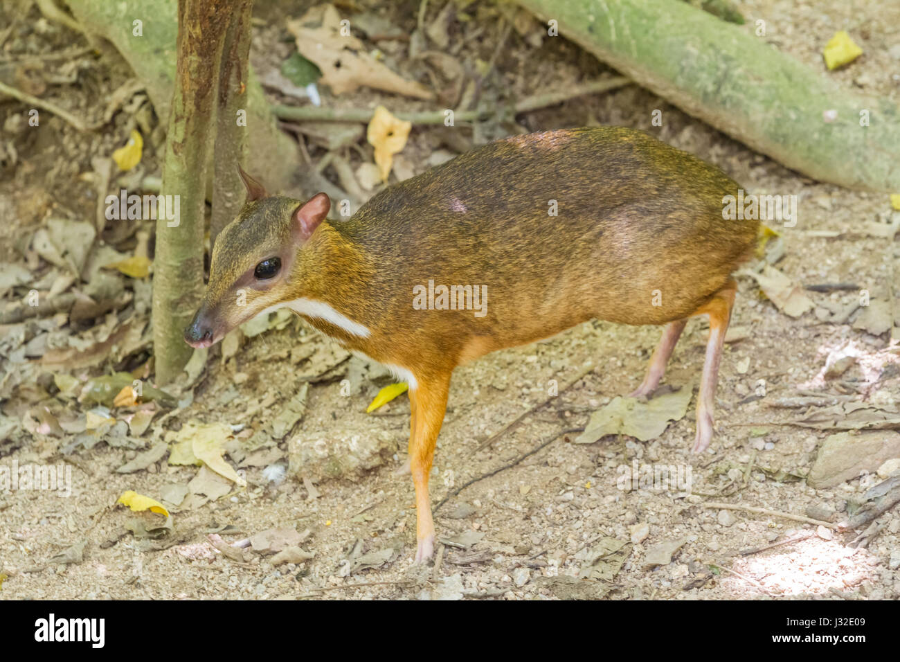 Young mouse deer hi-res stock photography and images - Alamy