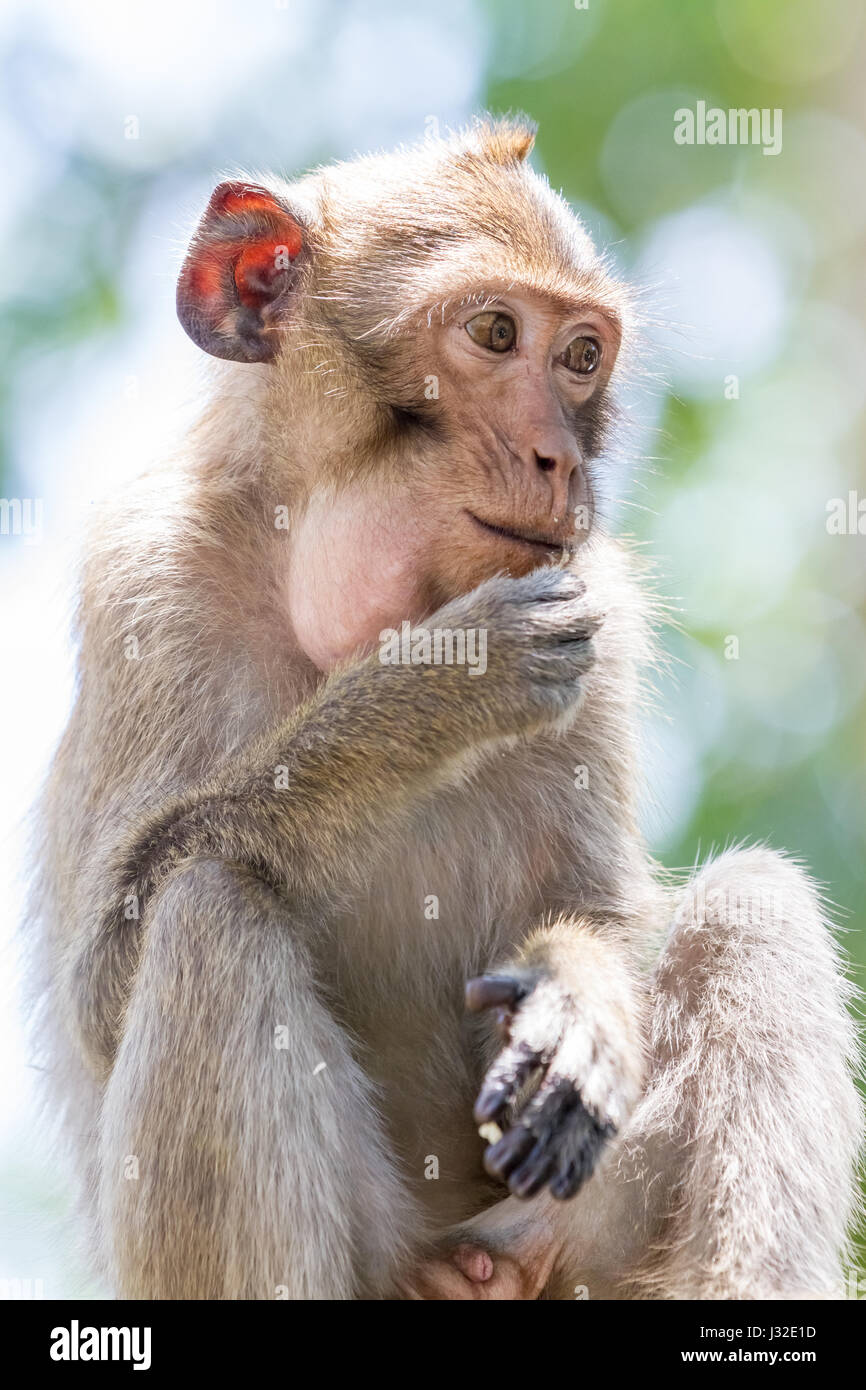 The macaque is eating from an tree Stock Photo - Alamy
