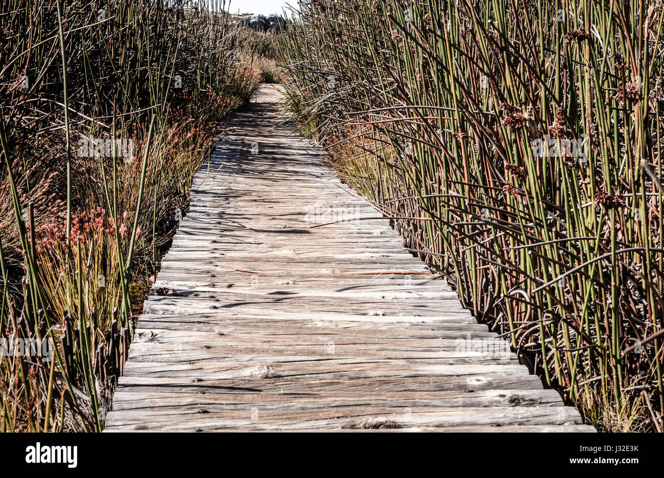 A walking path through tall grass in Table Mountain National Park in ...