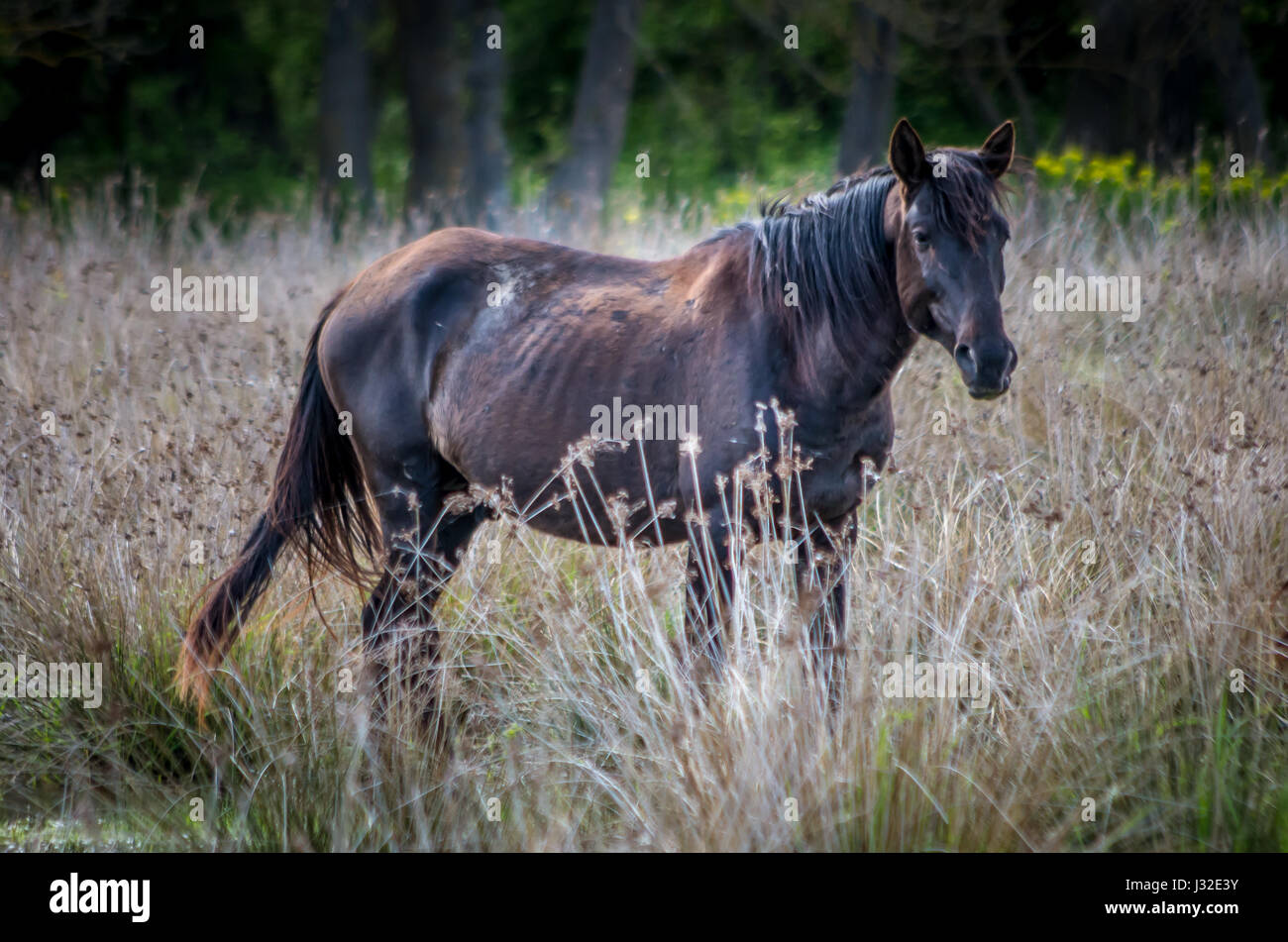 Romania wild hi-res stock photography and images - Alamy