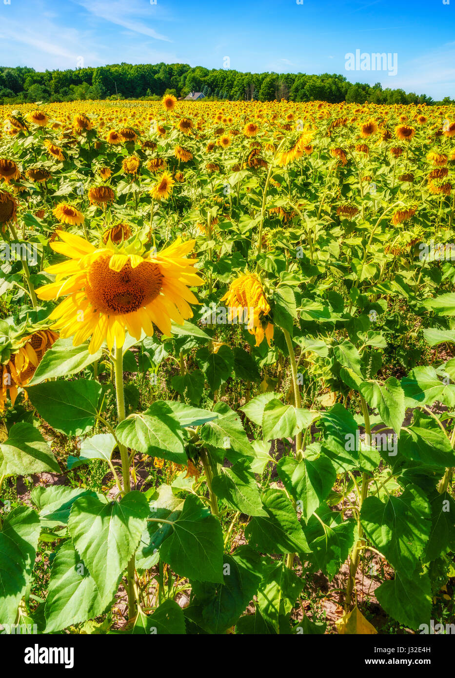 Beautiful field of sunflowers in Northerh Michigan in summer Stock ...