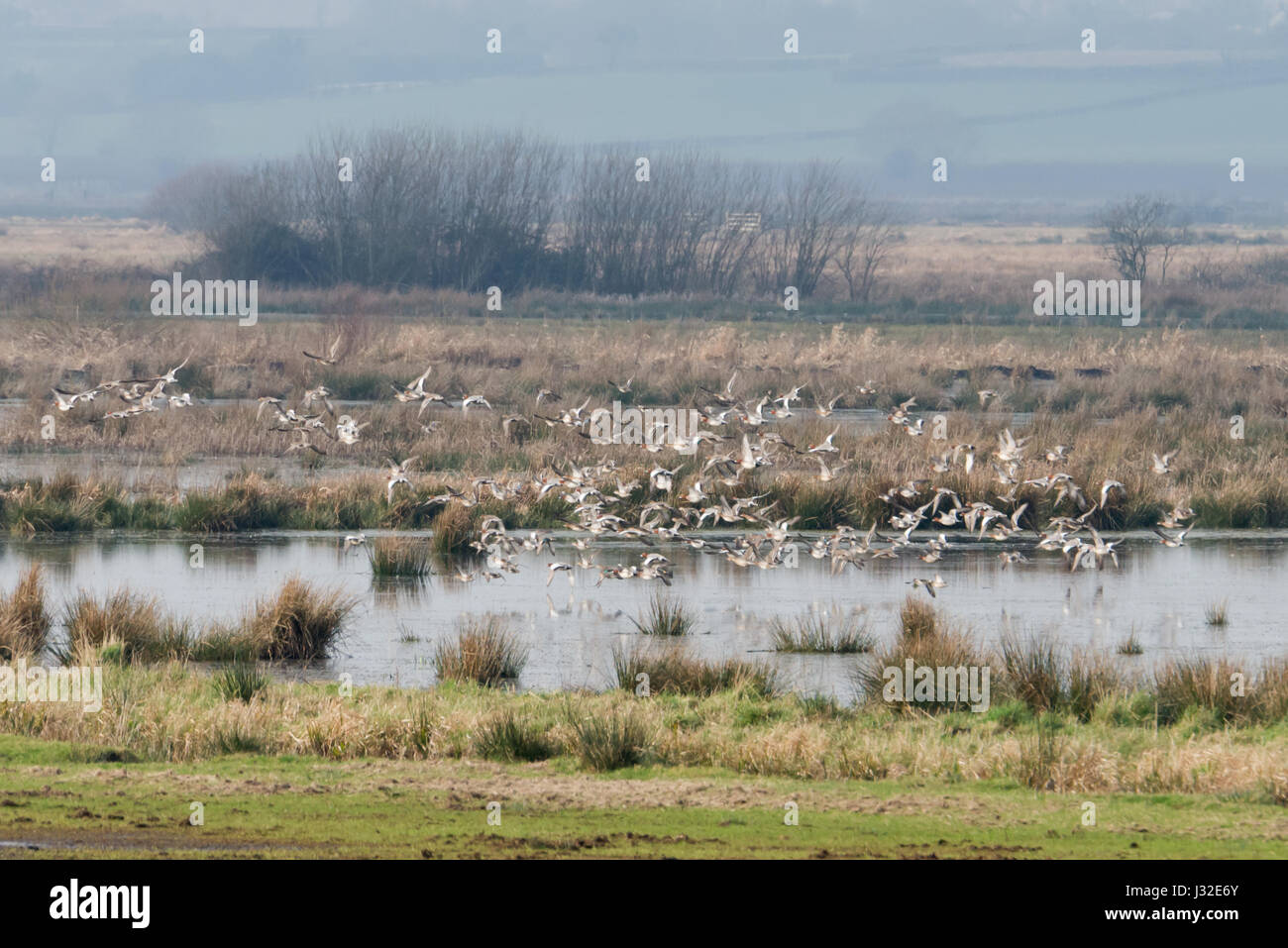 The spectacle of the winter gathering of various large flocks of ...