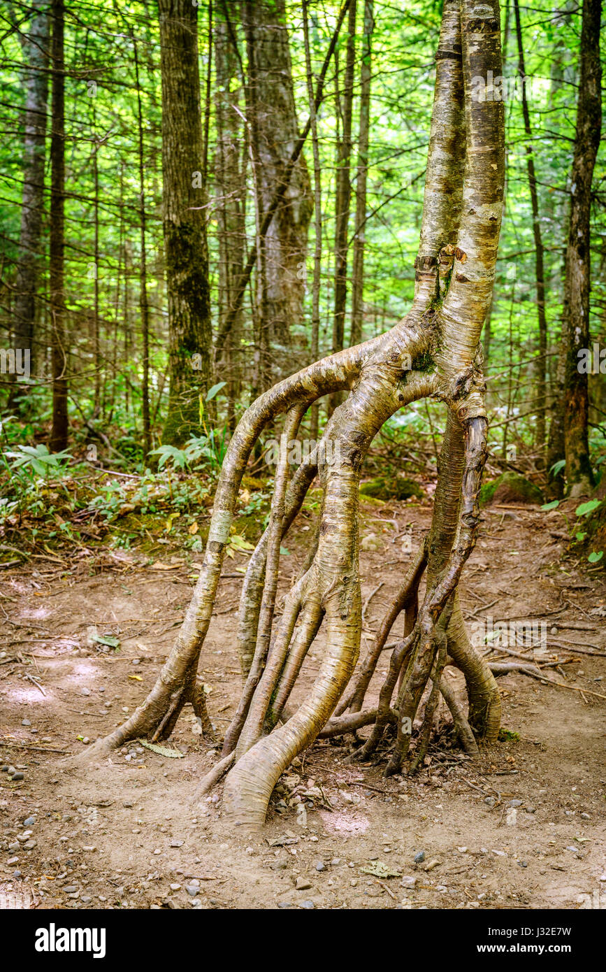 Plant with aerial roots hi-res stock photography and images - Alamy