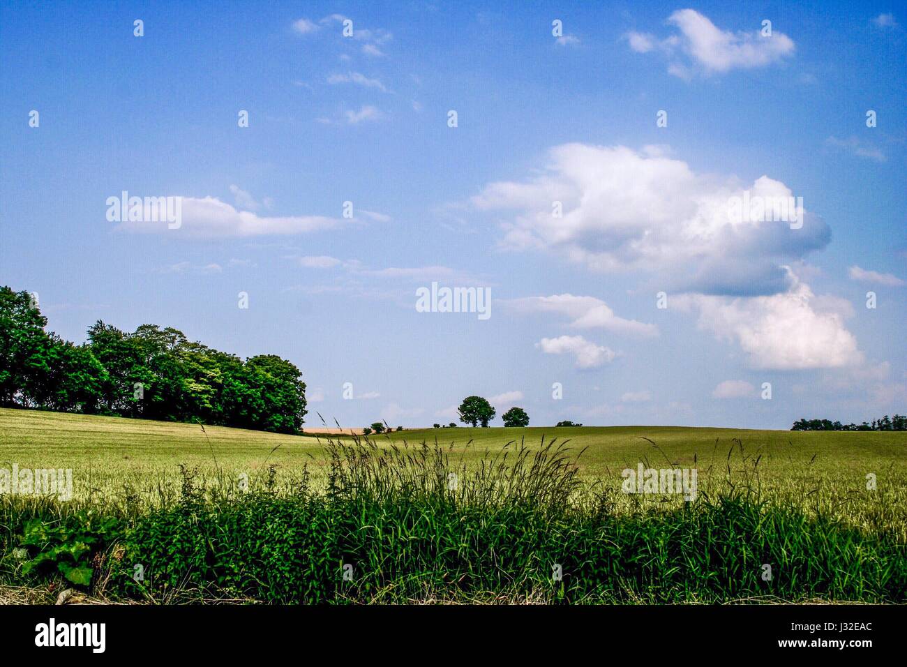 Pastoral Pennsylvania. Pastures, trees,grassy shoulder reminiscent of a ...