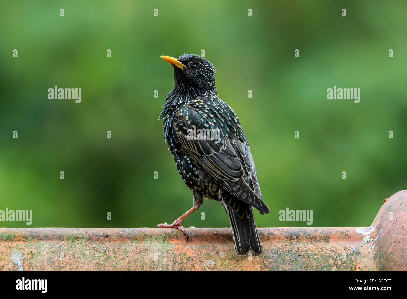 Female starling hi-res stock photography and images - Alamy