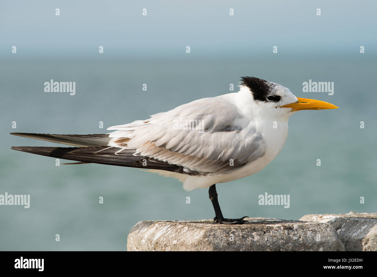 Royal Tern Bird Stock Photo - Alamy
