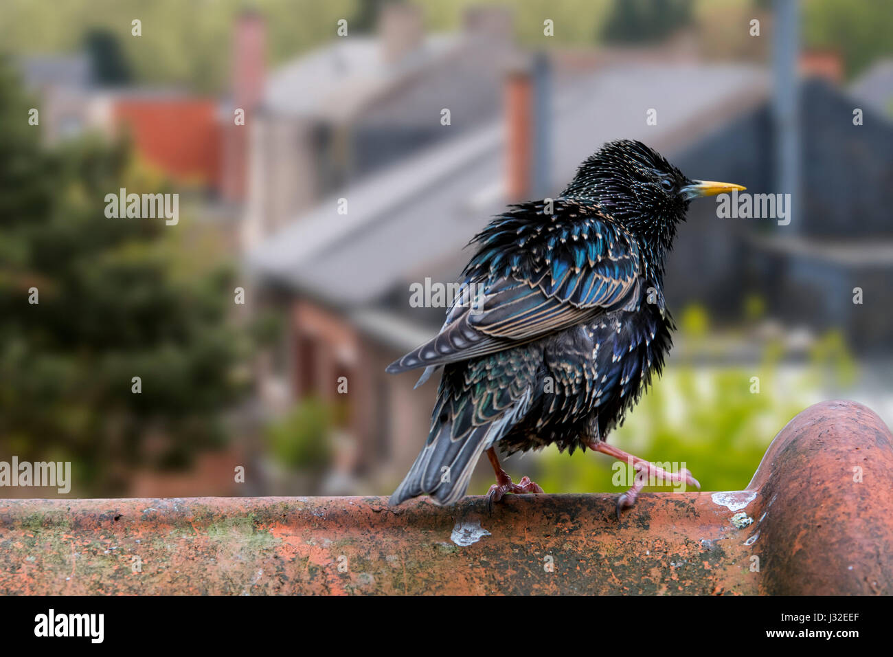 Starlings house uk hi-res stock photography and images - Alamy