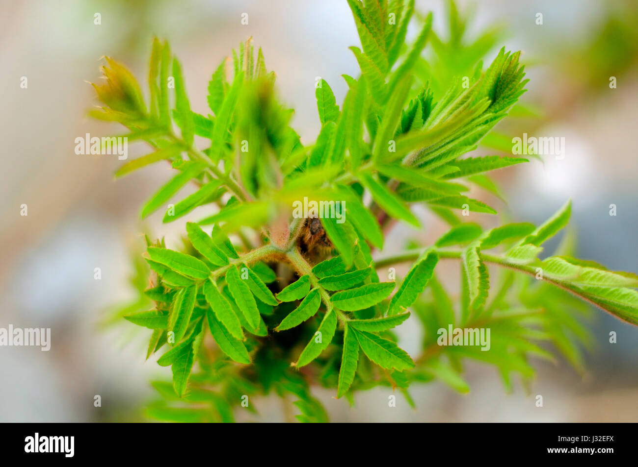A close up image and blurred background of new growth emerging from a ...