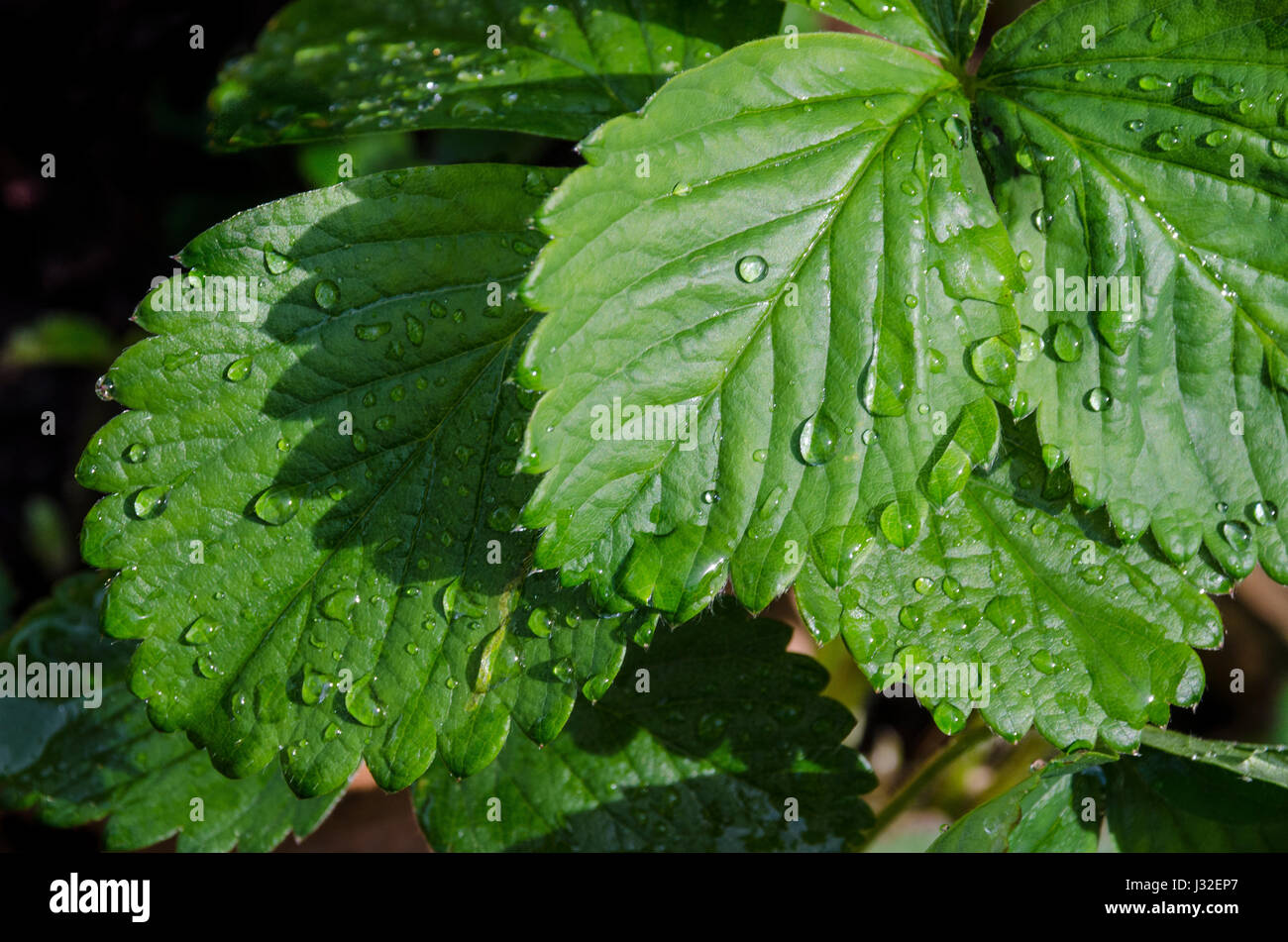 Drops of water on leaves hi-res stock photography and images - Alamy