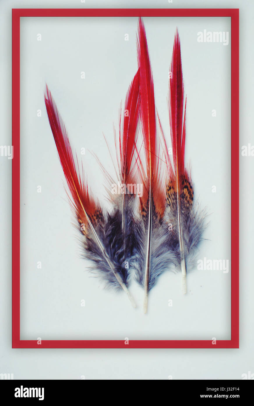 Feather anatomy hi-res stock photography and images - Alamy