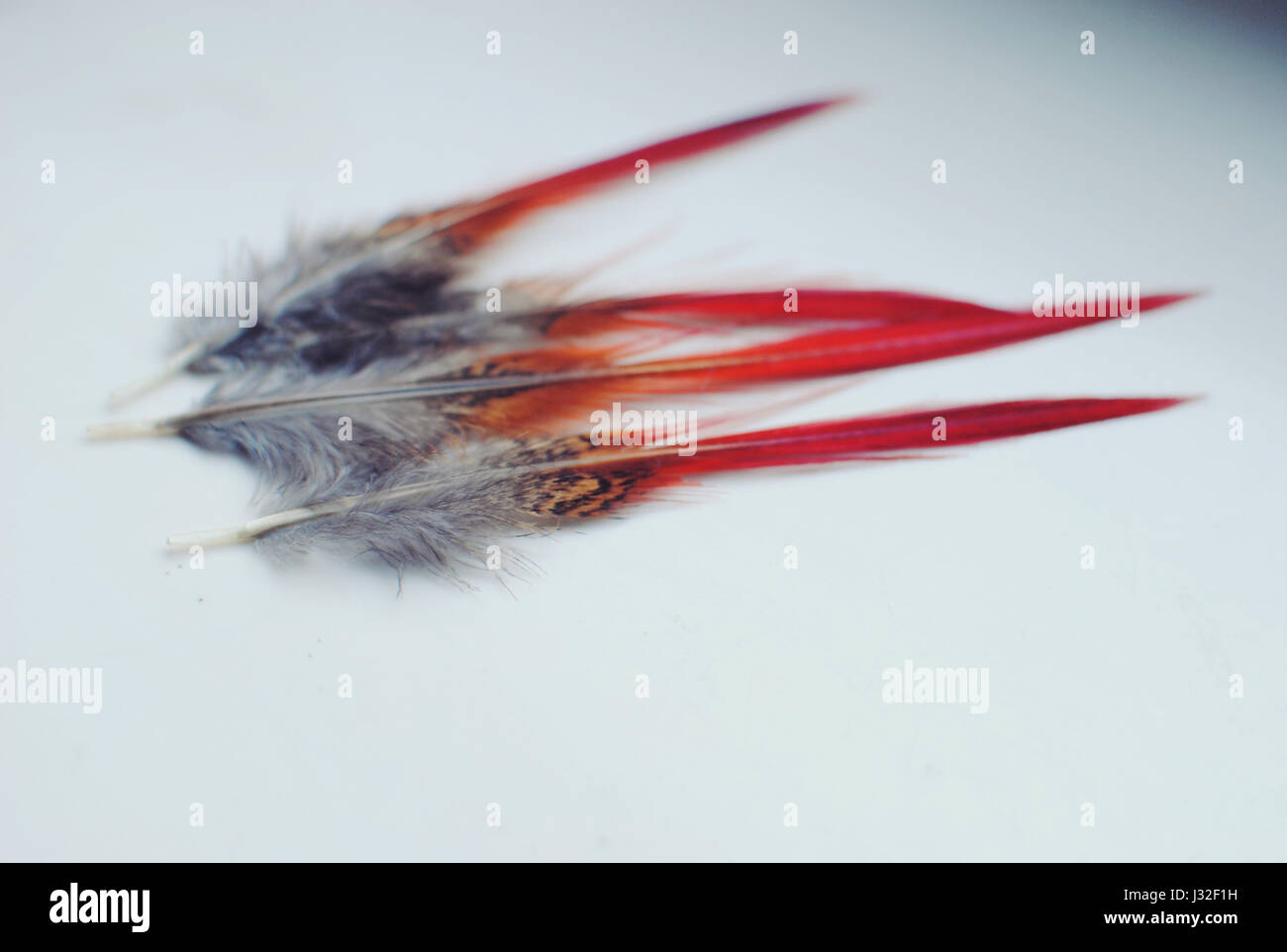 Red ended feathers Stock Photo - Alamy