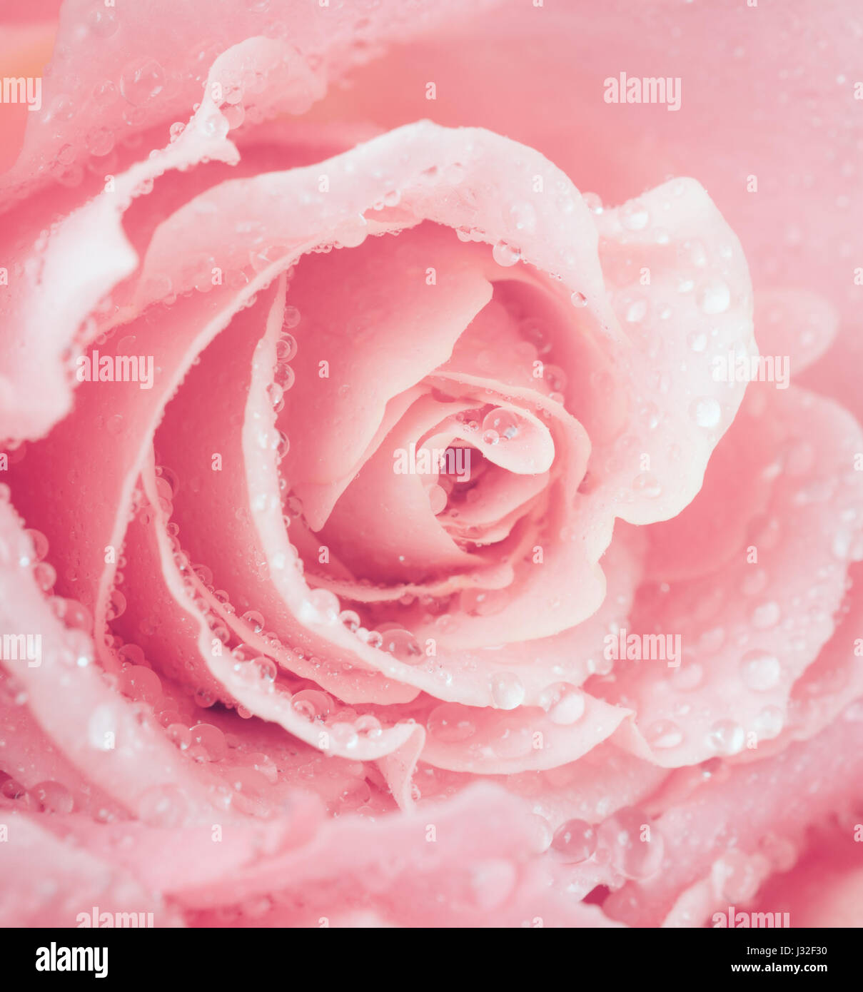 Floral background, flower of fresh wet rose with water drops, close up ...