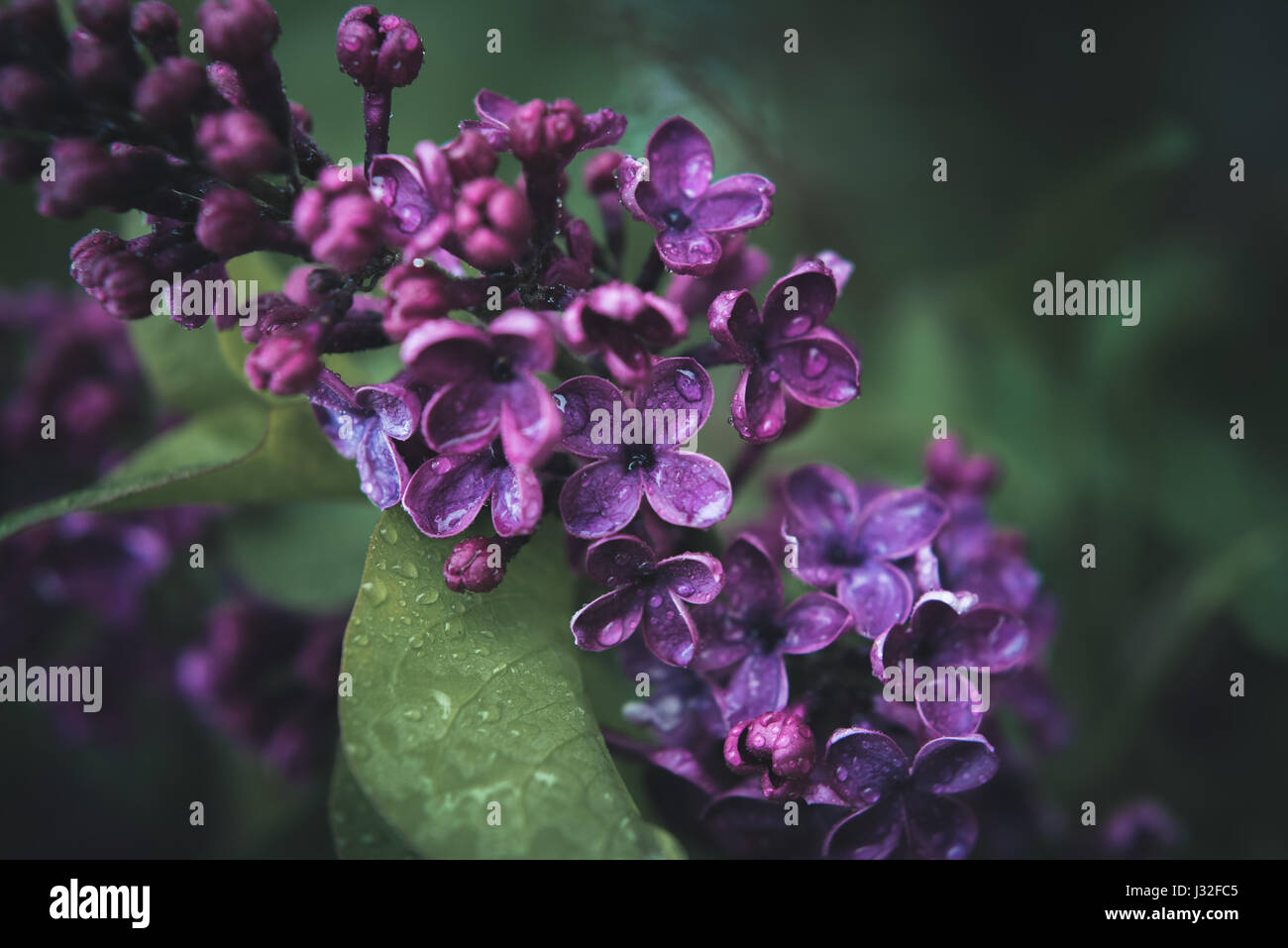 Spring flowers in a garden after the rain Stock Photo - Alamy