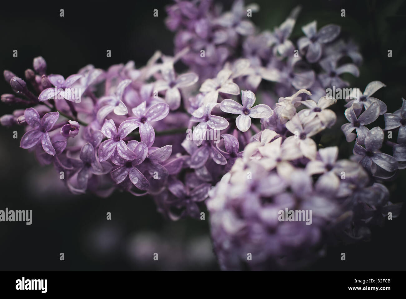 Spring flowers in a garden after the rain Stock Photo - Alamy
