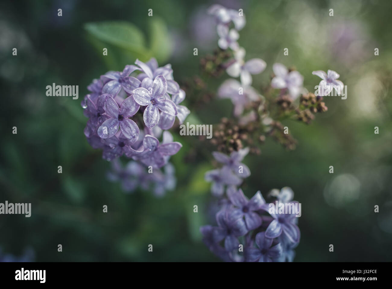 Spring flowers in a garden after the rain Stock Photo - Alamy