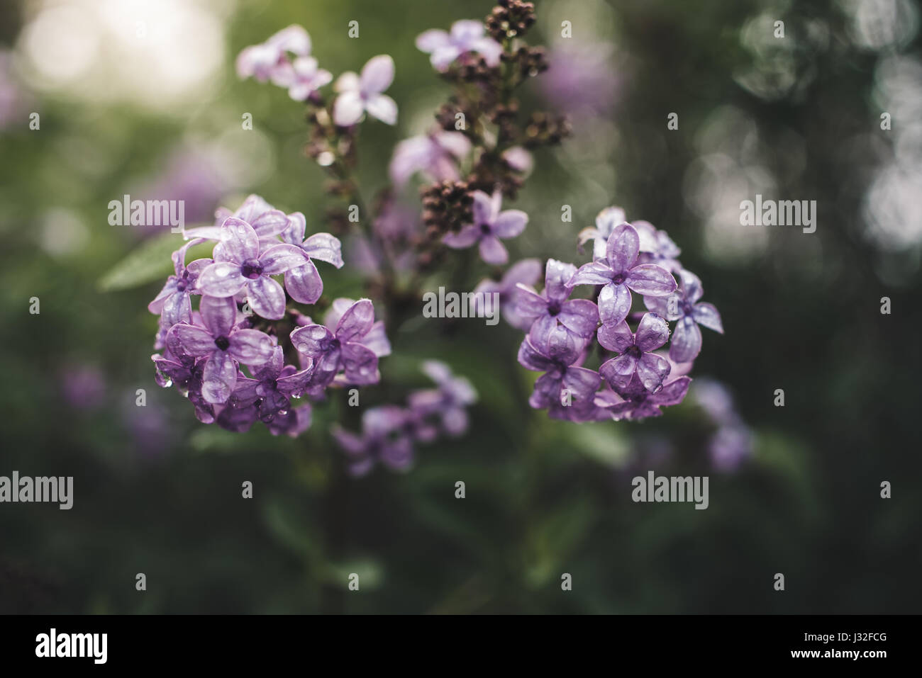 Spring flowers in a garden after the rain Stock Photo - Alamy