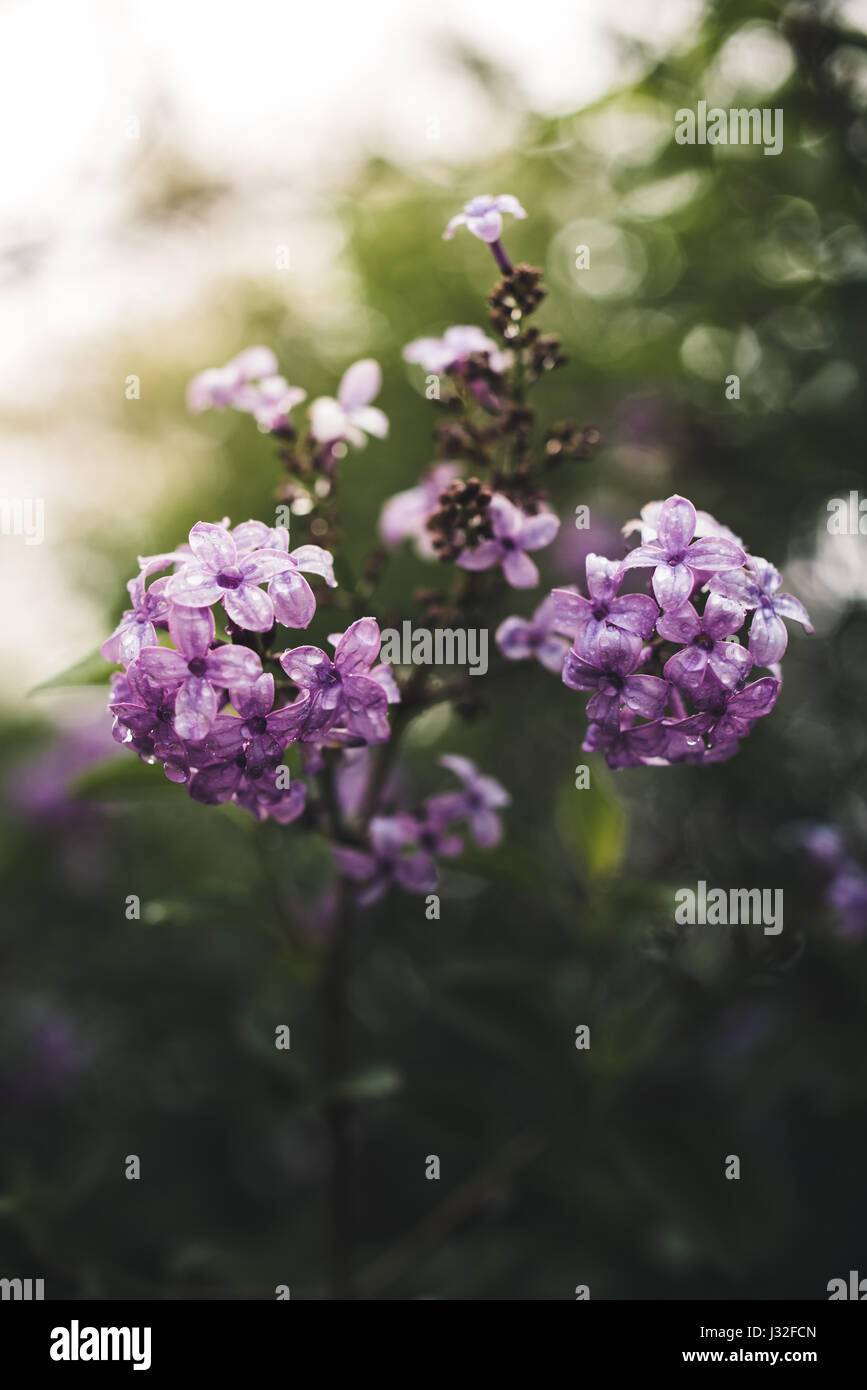 Spring flowers in a garden after the rain Stock Photo - Alamy