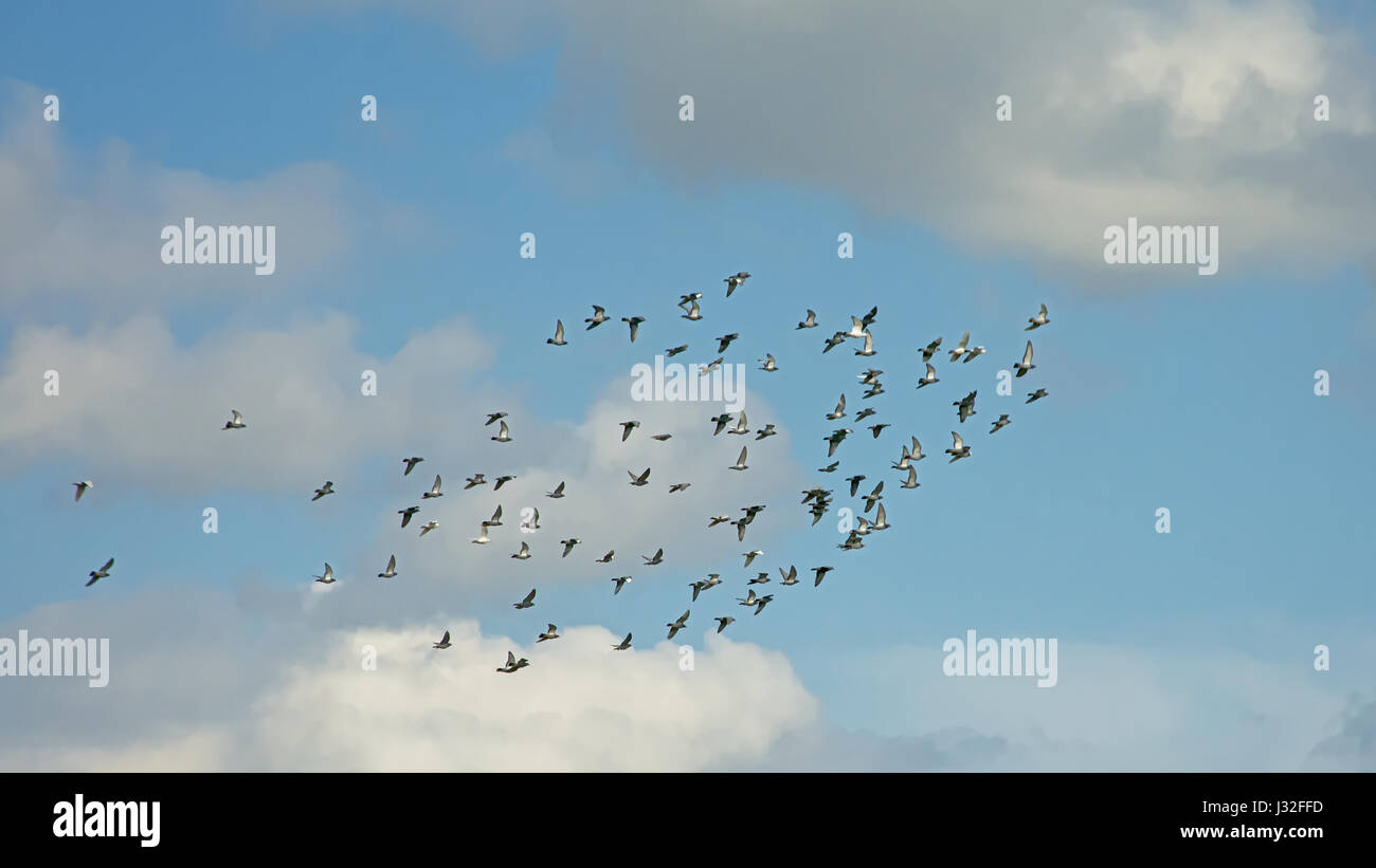 Swarm of pigeons on a blue sky wit fluffy cumulus clouds Stock Photo ...