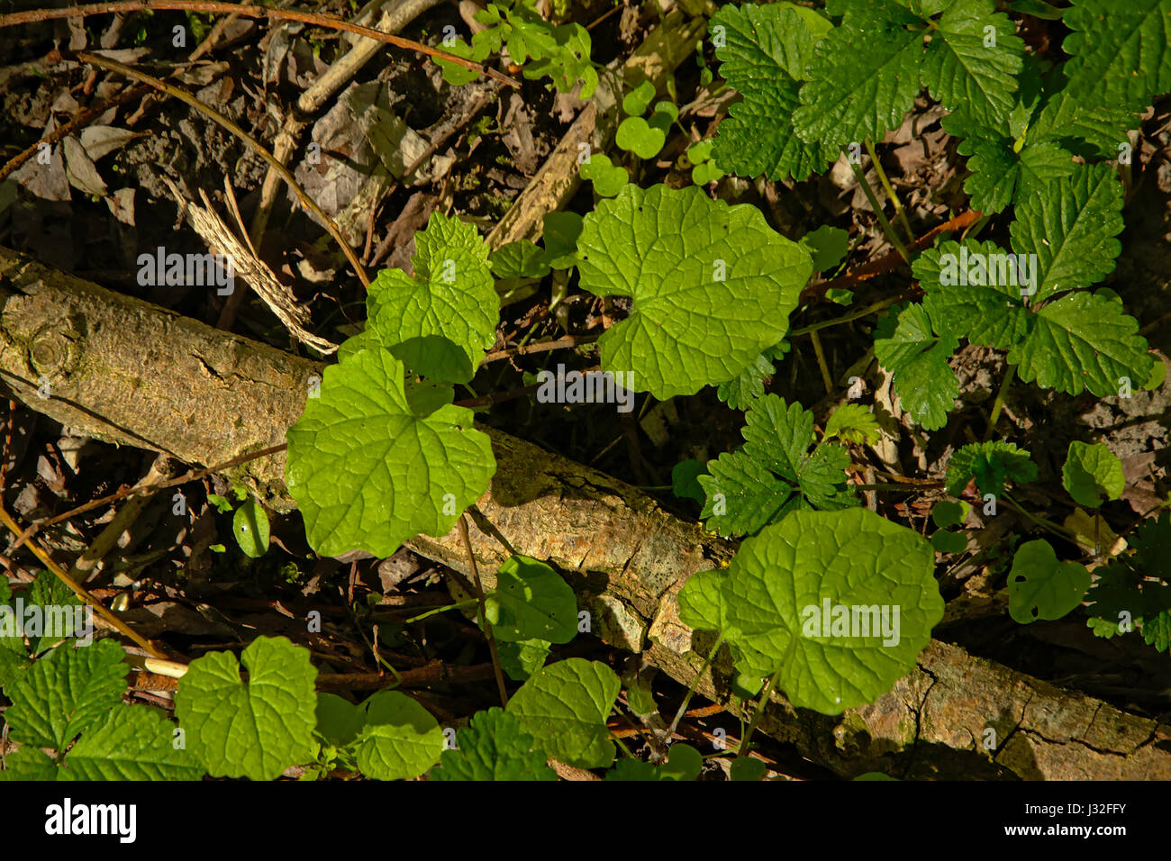 Sunny fresh green spring leafs and branches on the forest floor, view ...